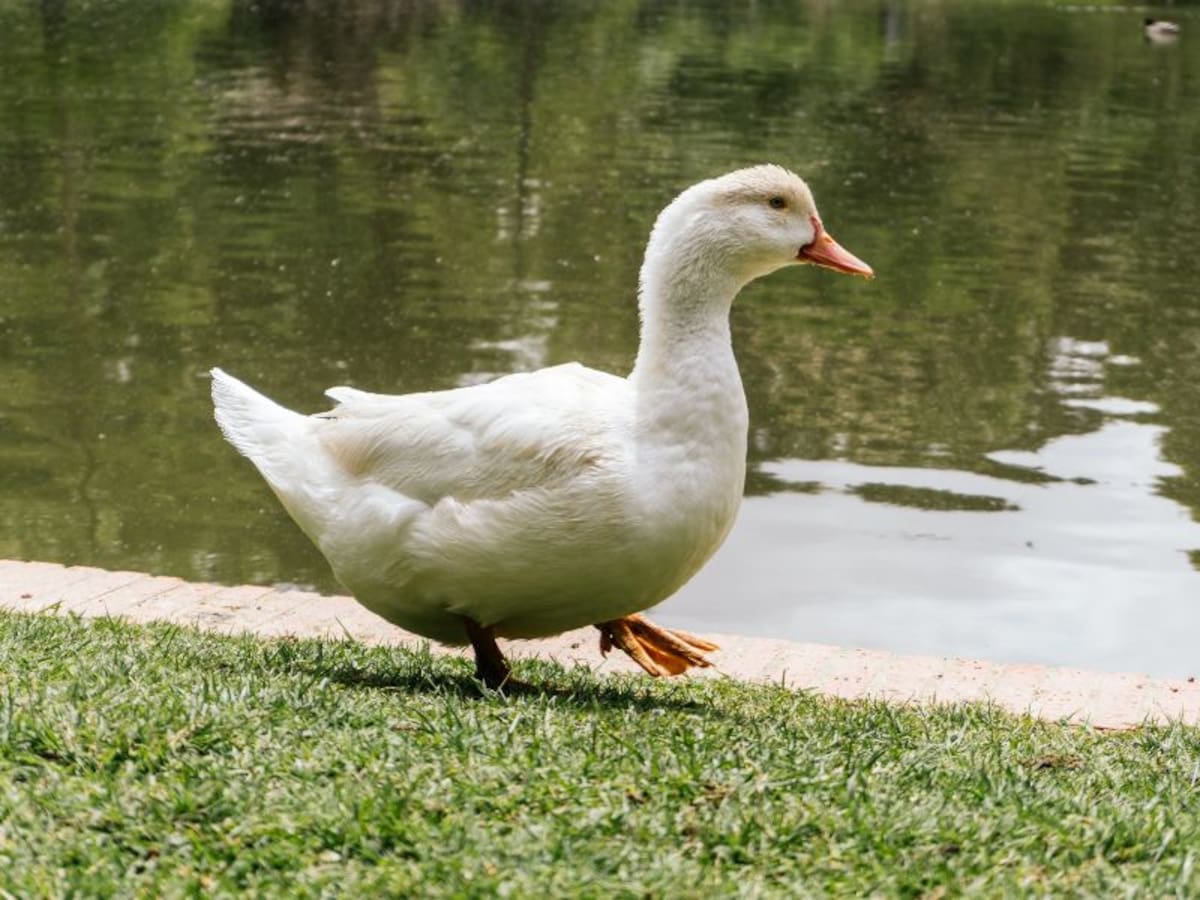 Un pato llegó a casa y formó una inesperada amistad – Nota Social